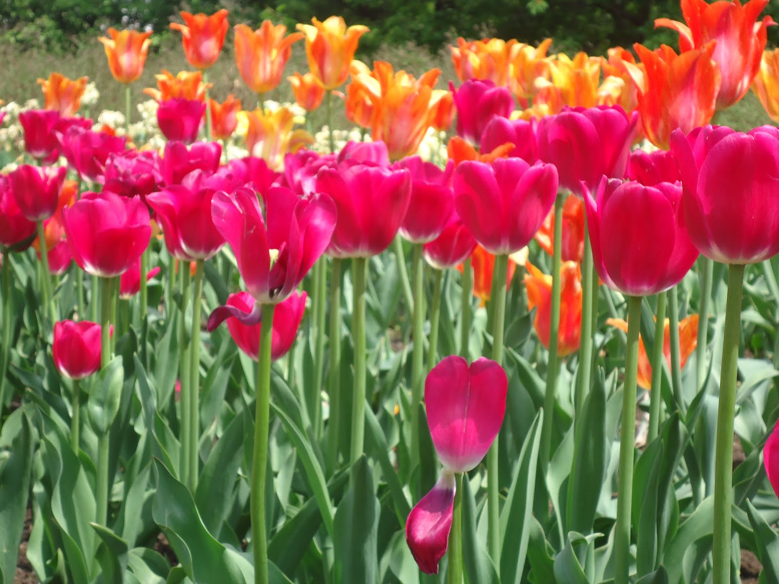 Keep it Beautiful Designs: Pretty, Pretty Tulips!