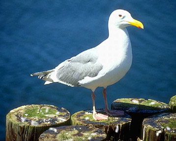 Seagull Splatterings: May 2011