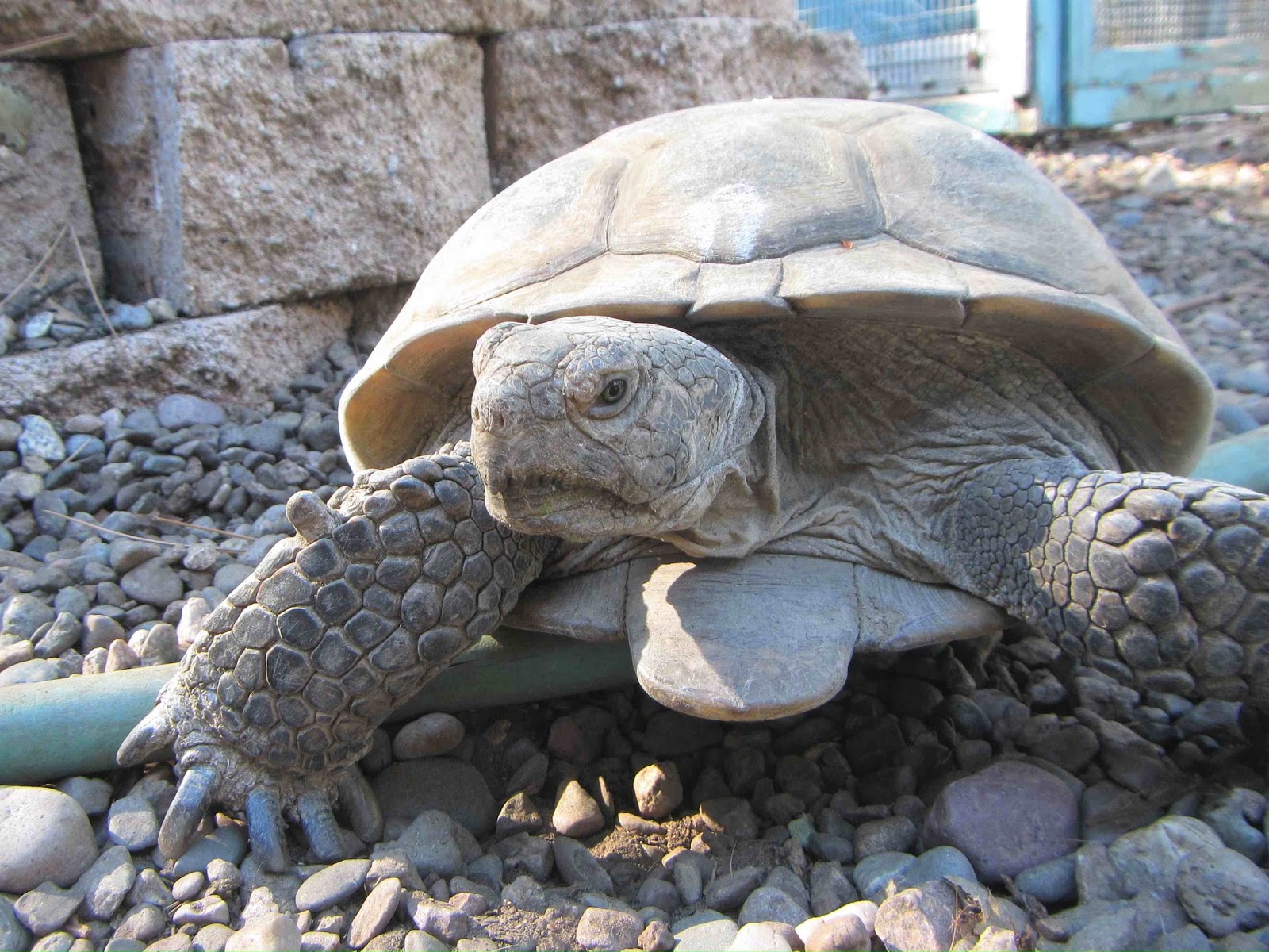 The Earth Minute: Desert Tortoise Hibernation