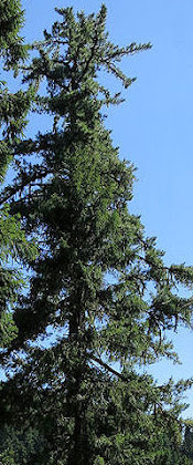 Northwest Conifer Connections: Sugar Pine