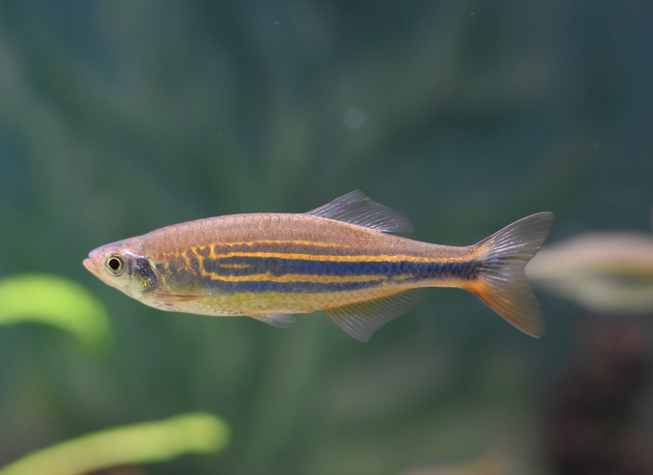 ZOOTOGRAFIANDO (6.100 ANIMALS): DANIO GIGANTE MALABAR / MALABAR DANIO ...