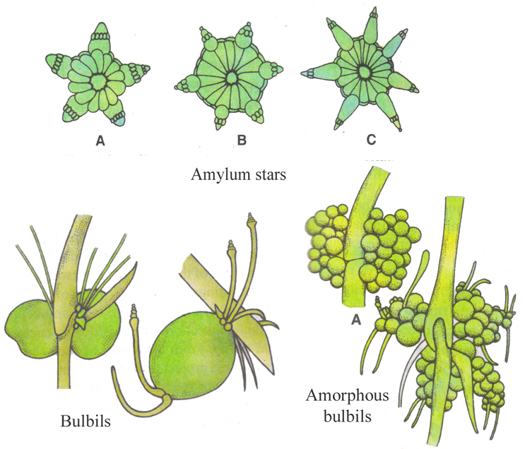 CHARA - STRUCTURE OF VEGETATIVE BODY AND REPRODUCTION