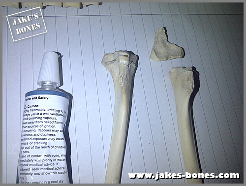 How to re-articulate a fox skeleton: part one : Jake's Bones