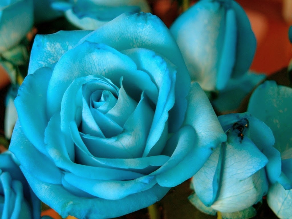 Imagenes de rosas lindas - imagenes lindas