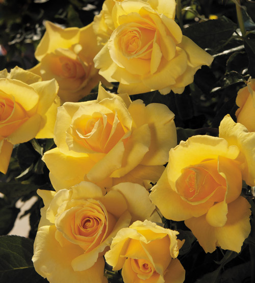 "FIND THE WAY IN YOUR LIFE.": SAY DAILY PRAYERS TO OUR DEAR LORD.