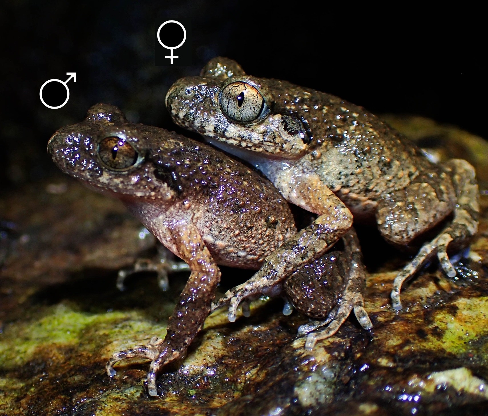 Species New to Science: [Herpetology • 2021] Novel Reproductive ...