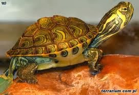 Swiat Zolwi: Żółw żółtolicy (Żołtobrzuchy)