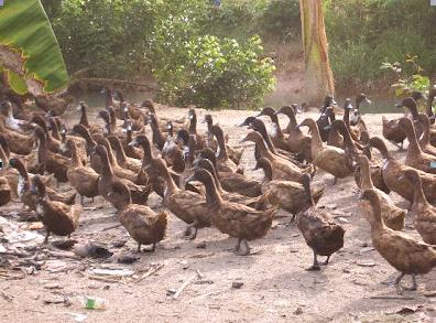 Itik Telur -Khaki Campbell, Itik Daging -Muscovy, Serati, Nila ...