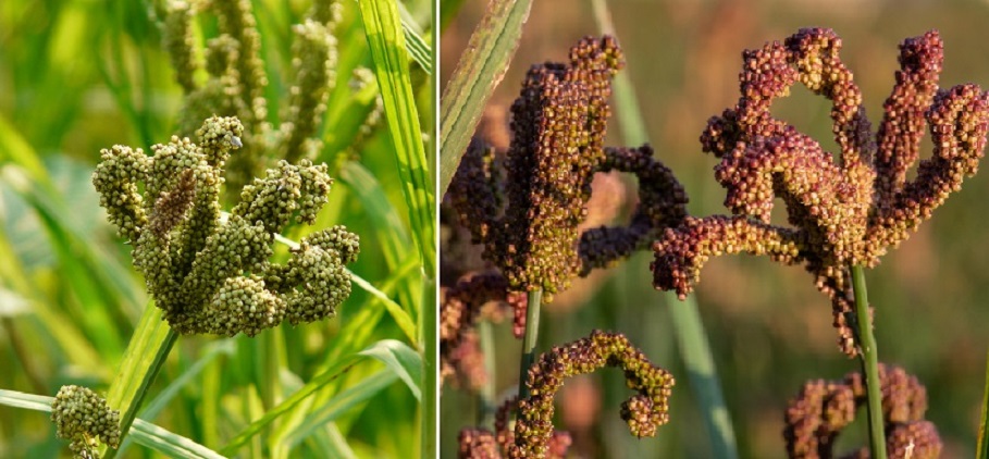 Cultivation of Finger Millet ( Mandua or Ragi ); A Complete Information ...