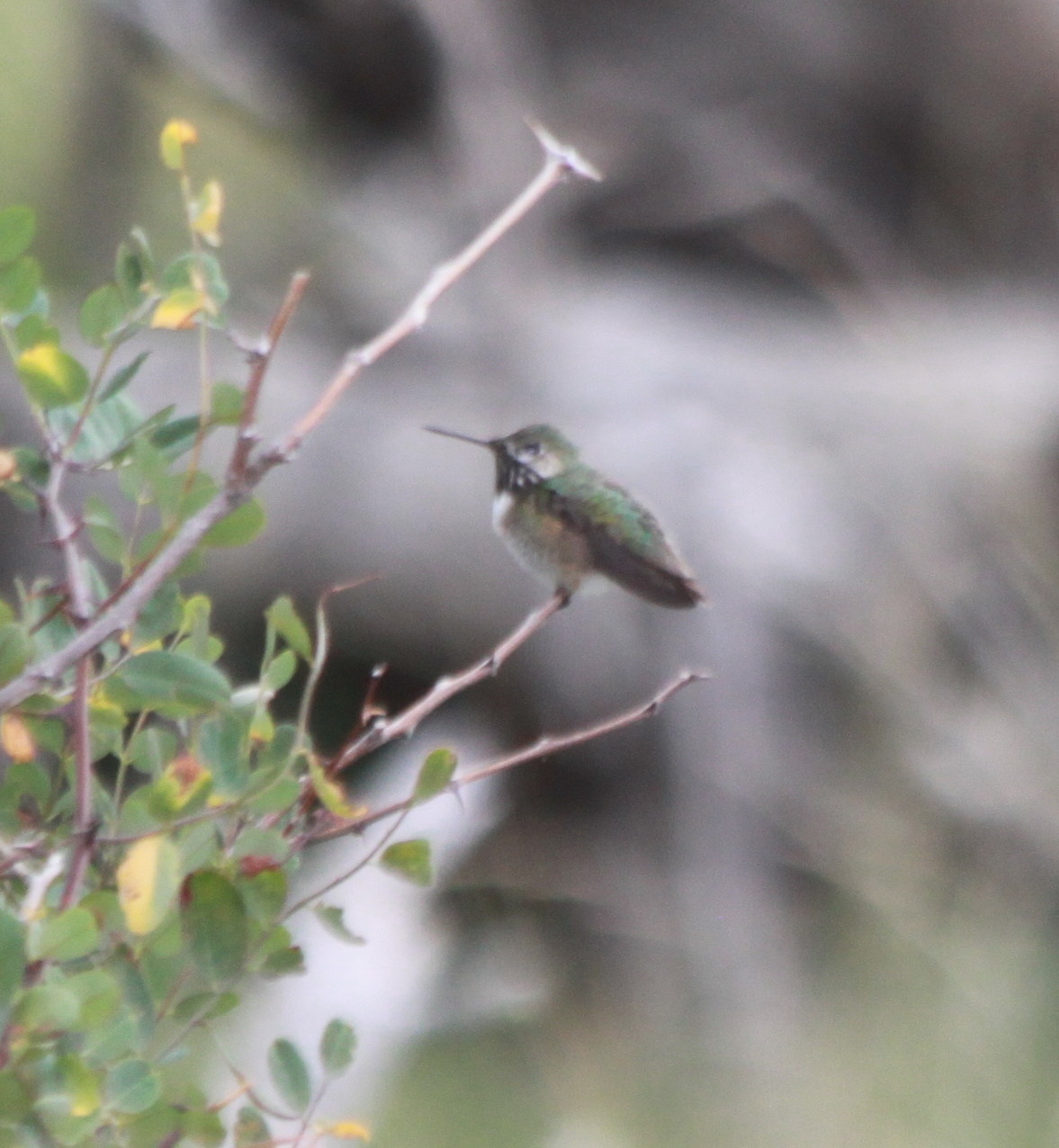 Lone Star Birding and Beyond