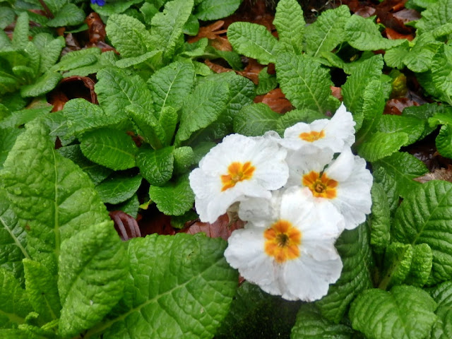 Mike's Cornwall: Flowers This Year In Cornwall