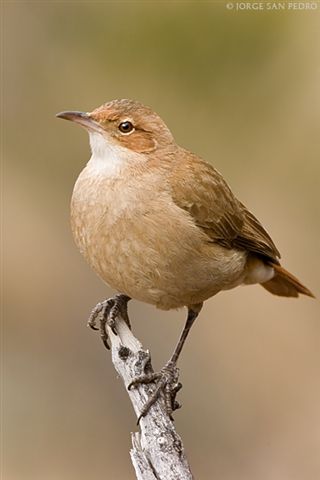 catrielpampa45: EL HORNERO