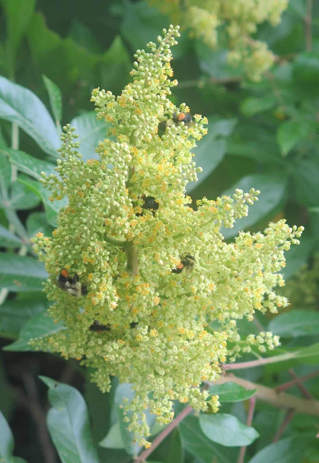 Dummerston Sightings: 8-3 Dwarf Sumac