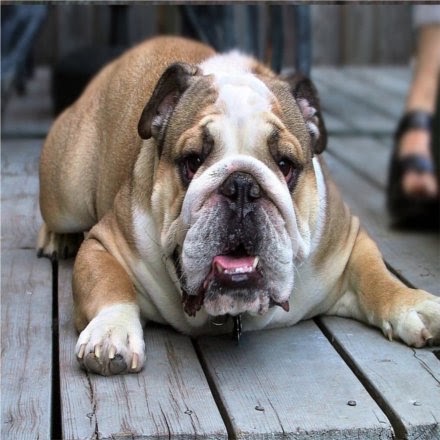 La Raza del Poderoso y Cómodo Bulldog | Blog Perro