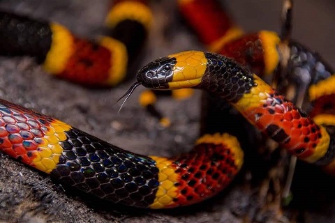 12 most beautiful snakes in the world - Reptilenesia – reptilenesia
