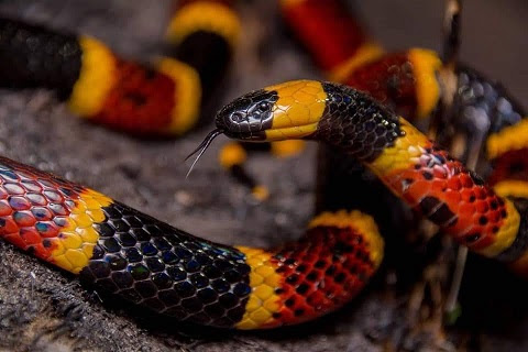 12 most beautiful snakes in the world - Reptilenesia – reptilenesia