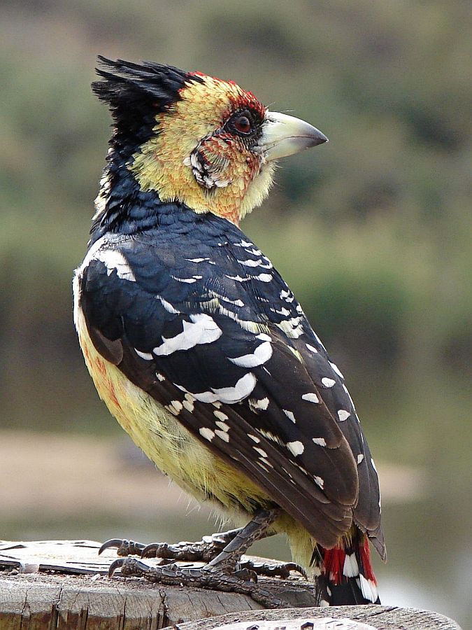 Over ongebaande paden.......: Week zes in het Krugerpark.