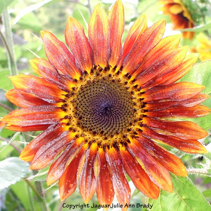 Julie Ann Brady : Blog On: Autumn Beauty Sunflower Pictures