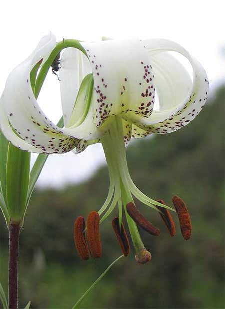 Всё о бегониях и не только...: История открытия и введения лилий в ...