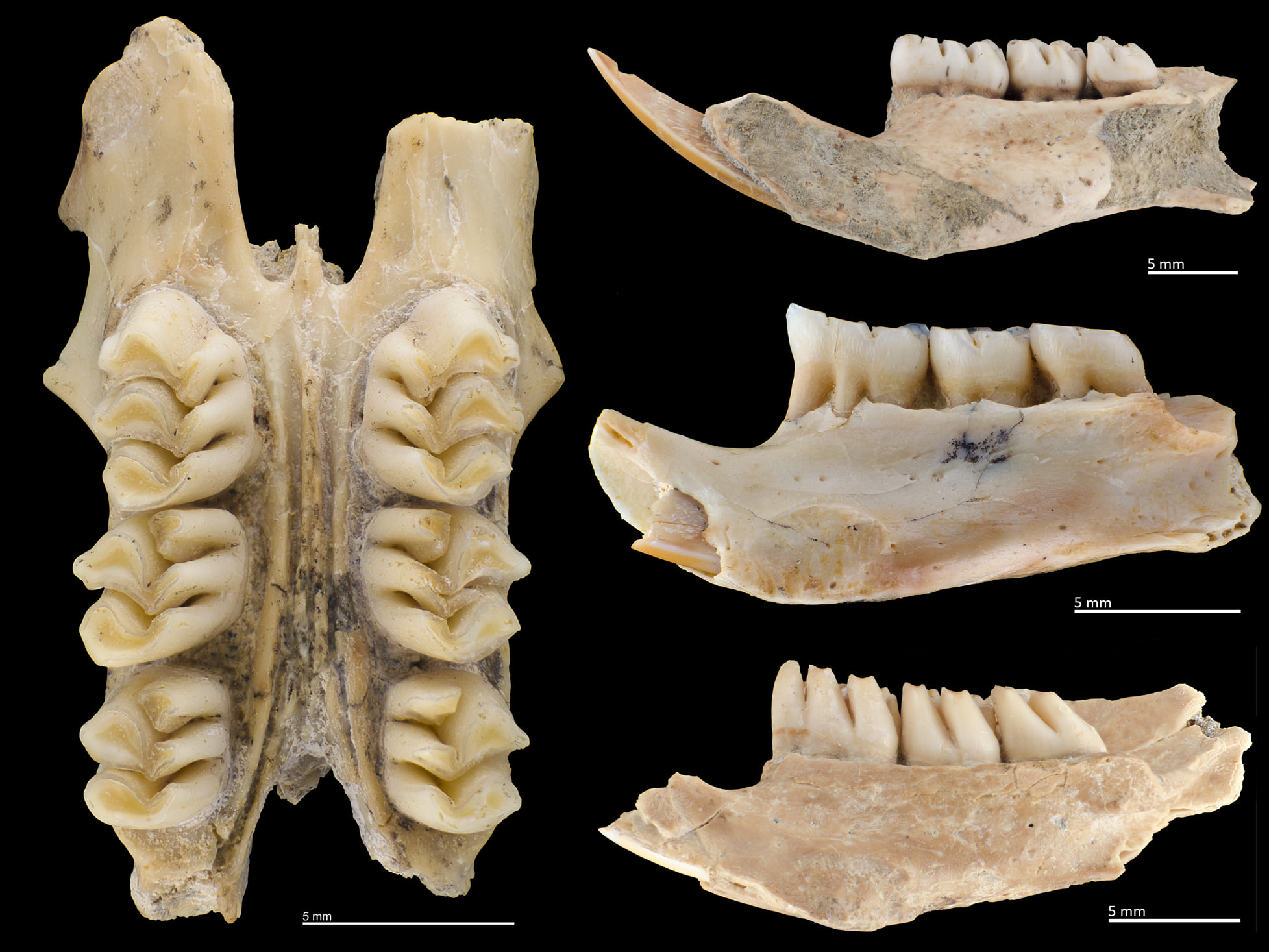 Species New to Science: [PaleoMammalogy • 2021] Crateromys ballik ...