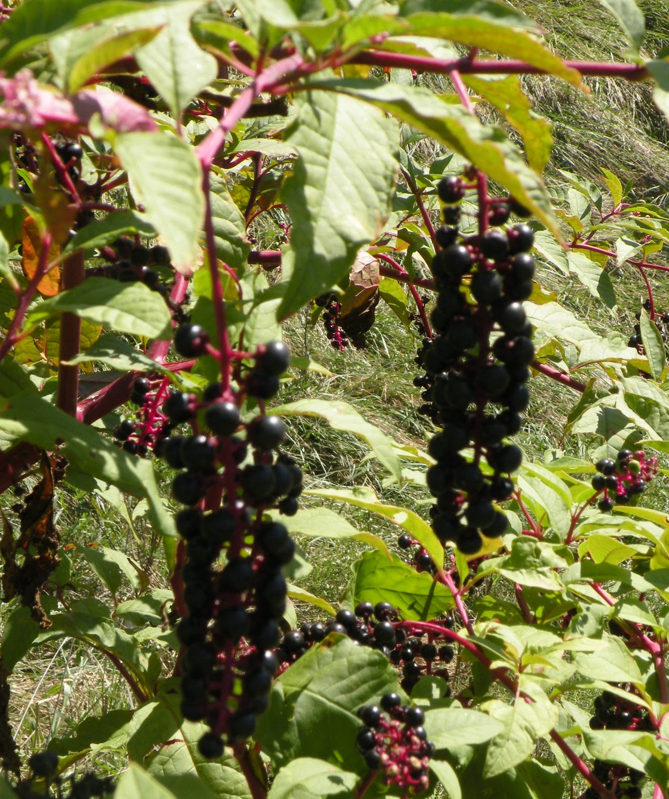 Appalachian Living: Poke Berries & Solar Energy