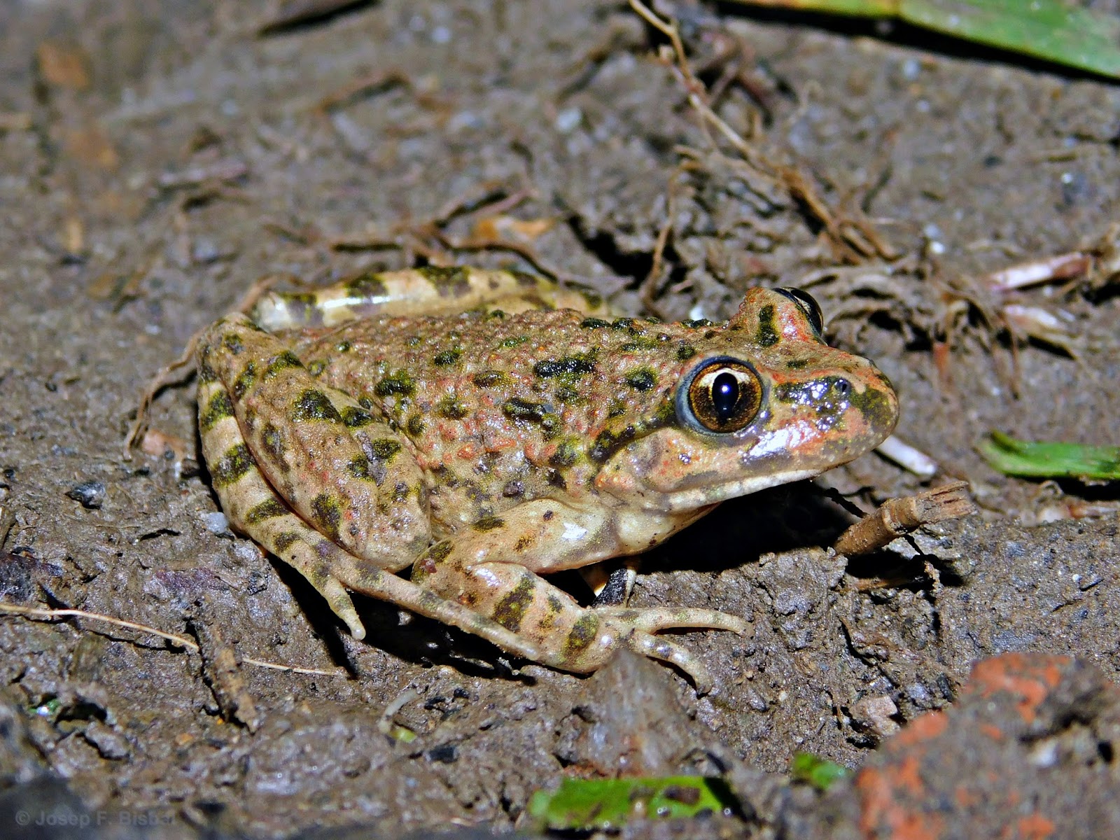 (Paleo-)Herpetología: Pelodytes punctatus - Sapillo moteado septentrional