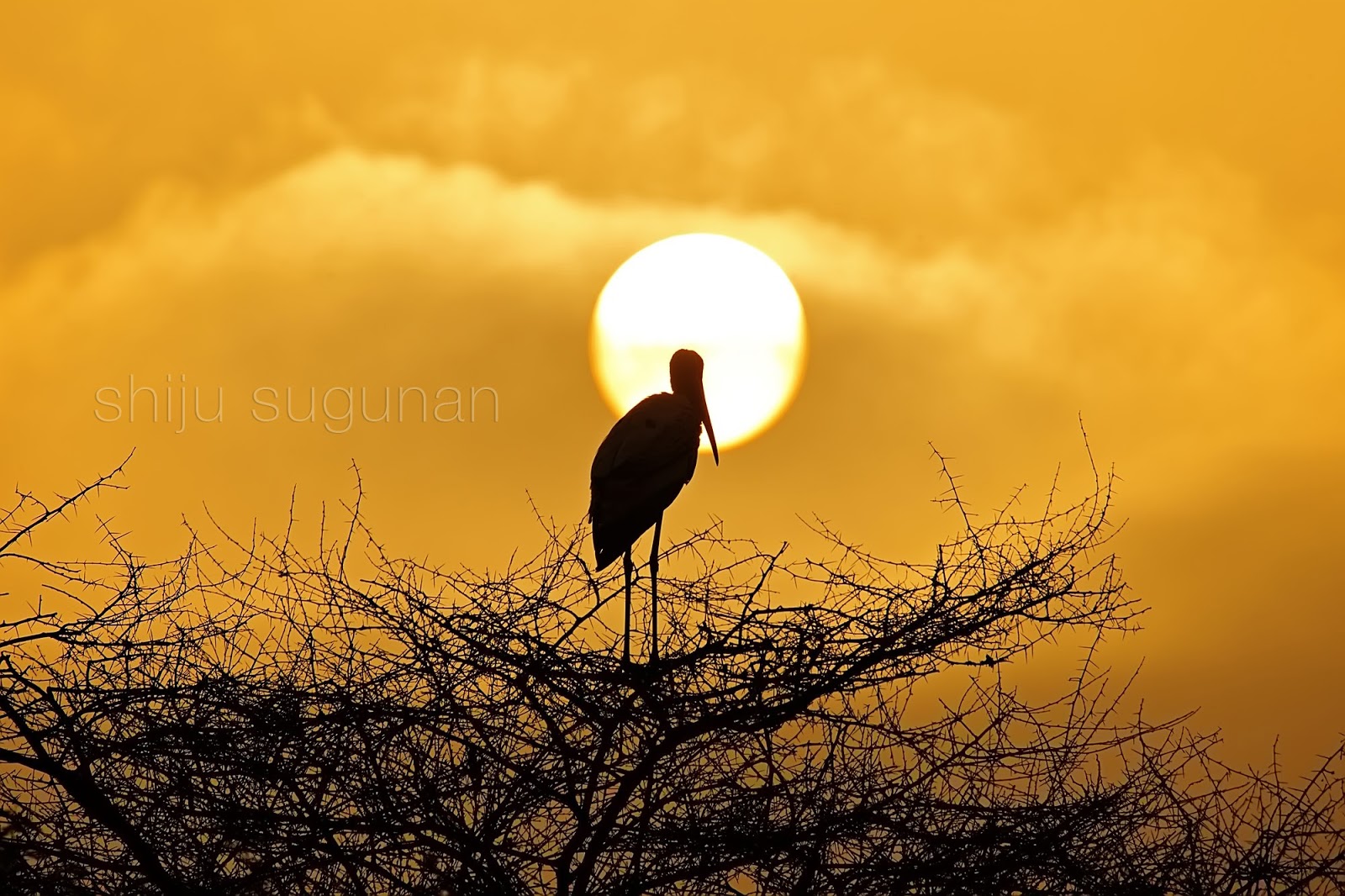 Cranium Bolts: Jakkur lake revisited