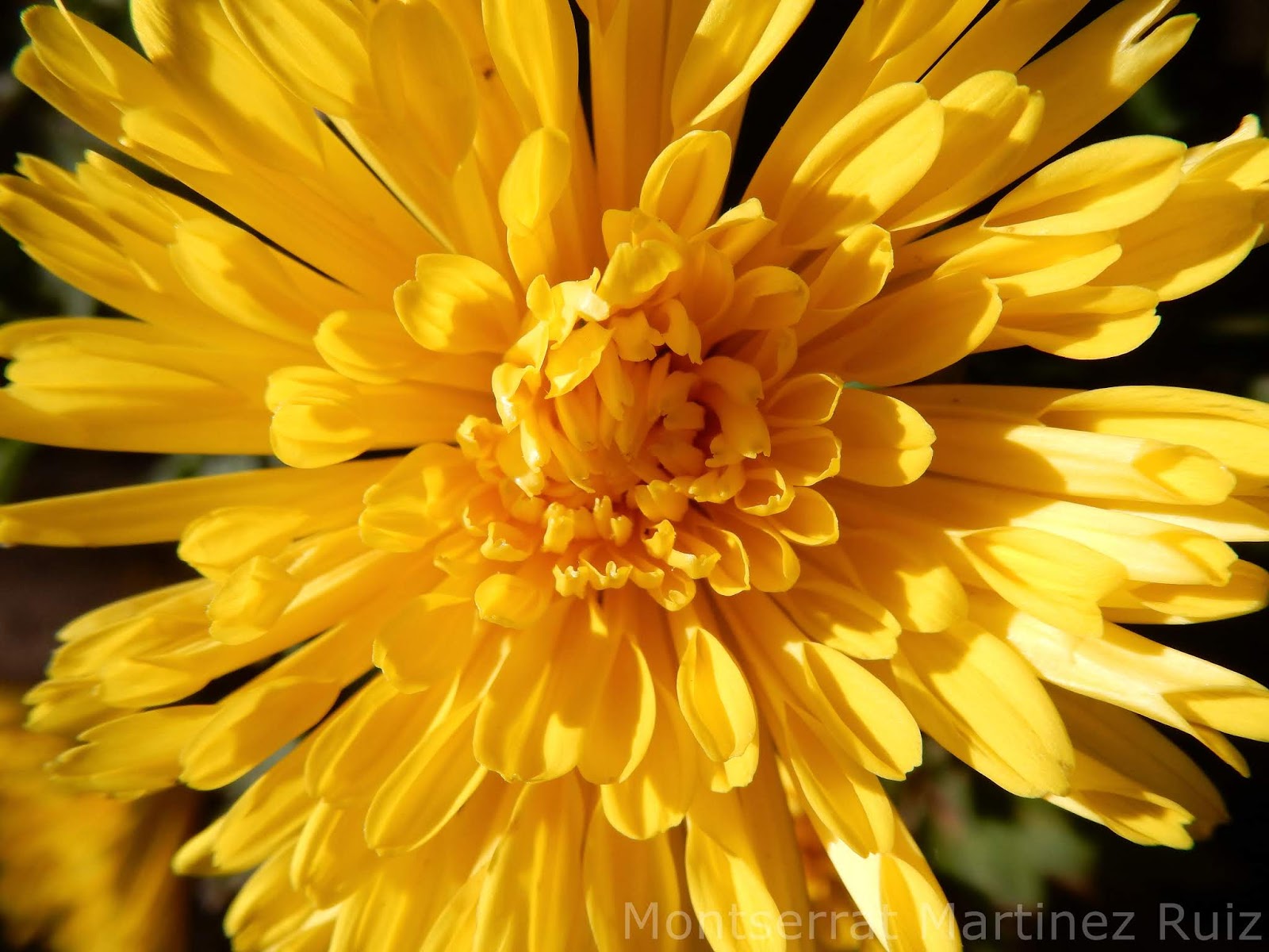 CRISANTEMO, la FLOR IMPERIAL - BOTÀNIC SERRAT