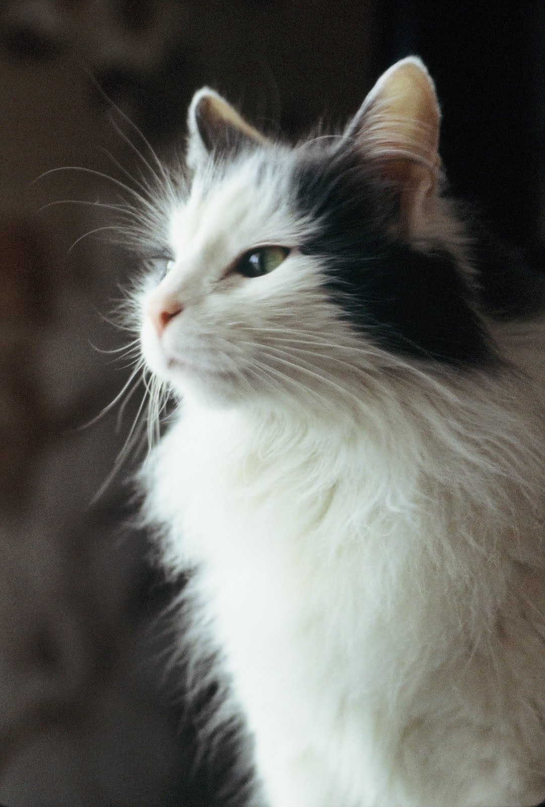 Blog 75: Pour mieux comprendre votre chat-Le chat est un animal ...