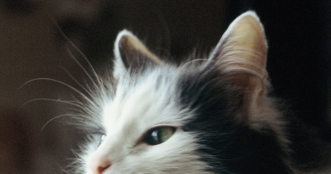 Blog 75: Pour mieux comprendre votre chat-Le chat est un animal ...