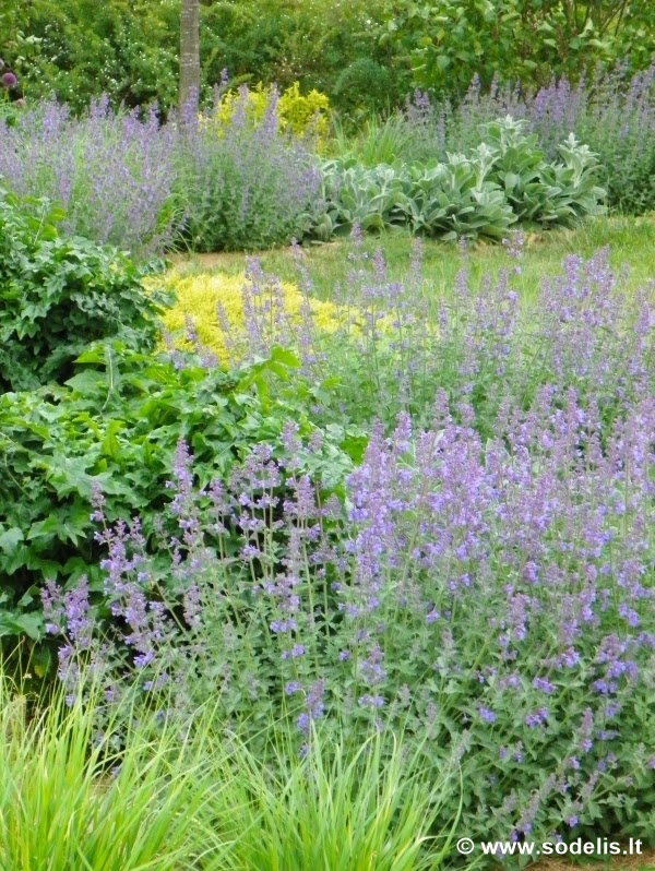 sodelis.lt: Derinys saulėtam gėlynui: akantai, katžolės, vilnotosios ...