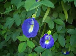 Herbal plants of Sri Lanka: Katarolu, Katarodu(Clitoria ternatea ...