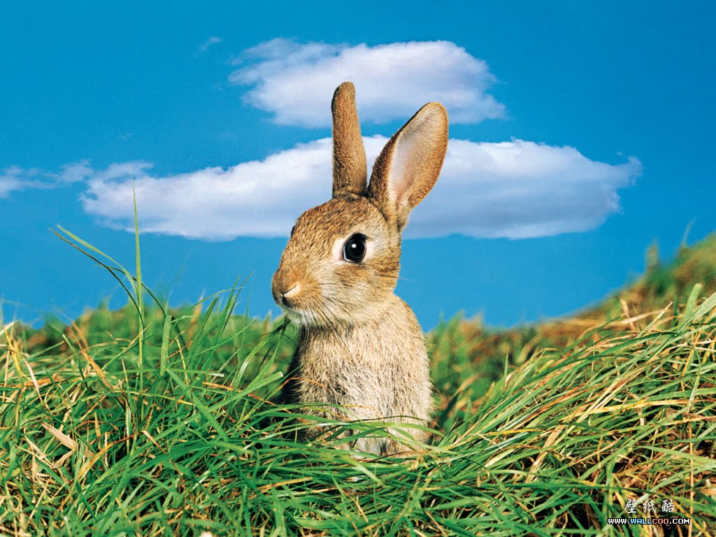 prishi: Funny Picture Rebbit