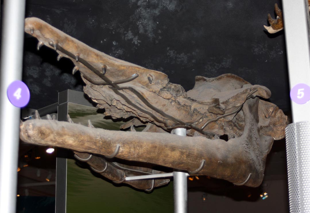 The Coastal Paleontologist, atlantic edition: US Research trip part 7 ...