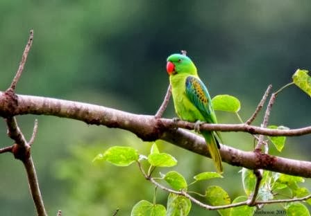 Philippine Culture and Surprises: Philippine Endangered Animals