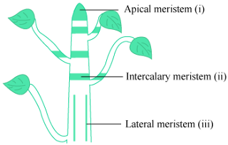 Kamana & Prabhas: Plant Tissue - Types, Characteristics, Occurence and ...