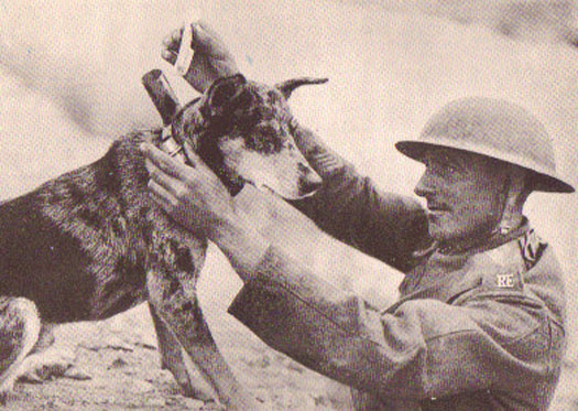 Dog Law Reporter: Messenger Dogs: Soldiers in the Great War