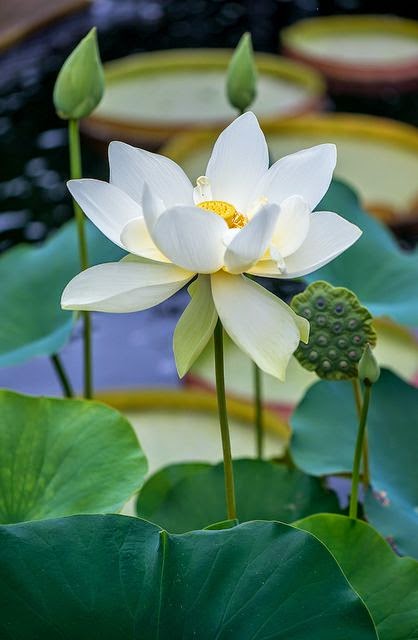 Pretty Lotus Flowers ~ Stunning nature