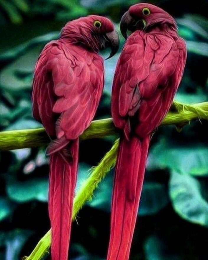 Beautiful Parrots