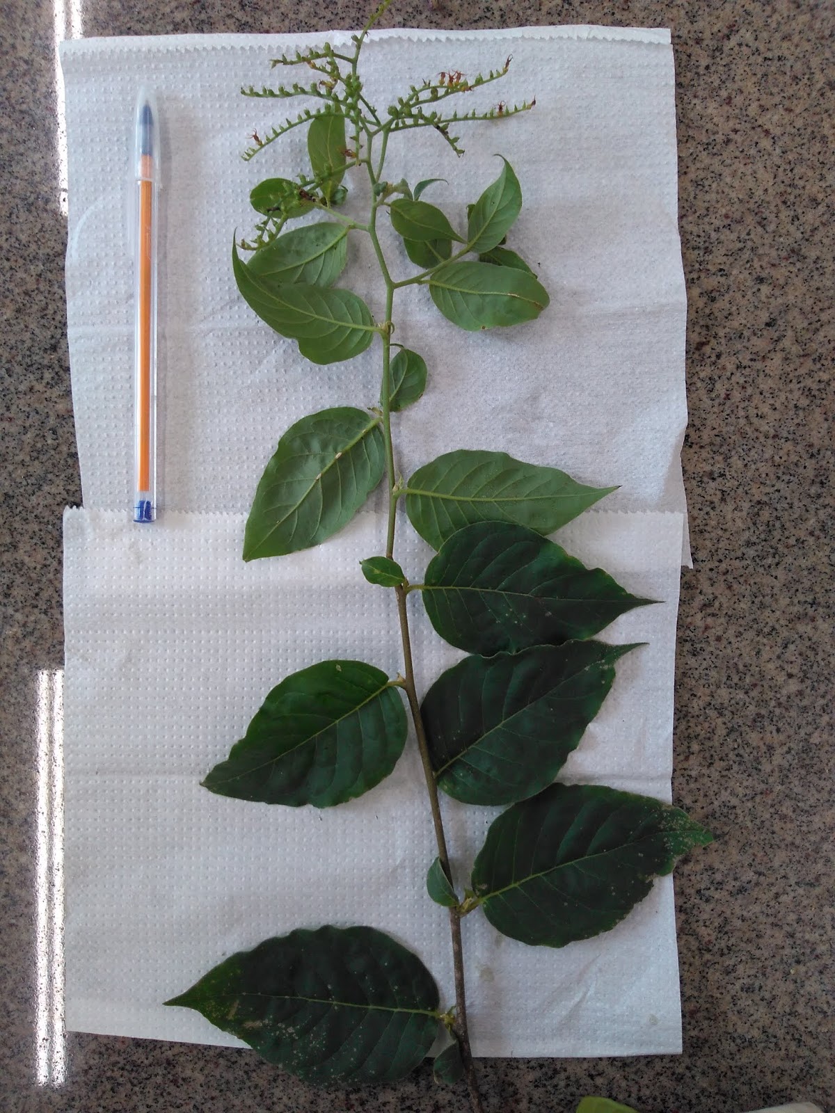 Sistemática Fanerógamas BIO 266 UEFS: Agosto 2019