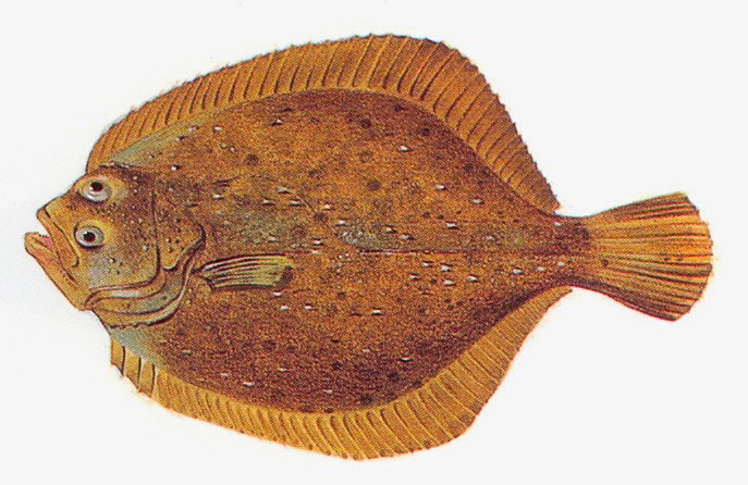 El rincón de Mundín: EL RODABALLO Y EL SOLLO: DIFERENCIAS Y CARACTERÍSTICAS