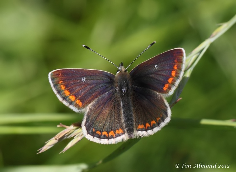 Shropshire Birder: Bishop Middleham - Northern Brown Argus