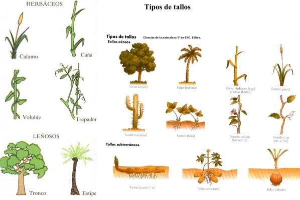Quimica y Biologia: EL TALLO