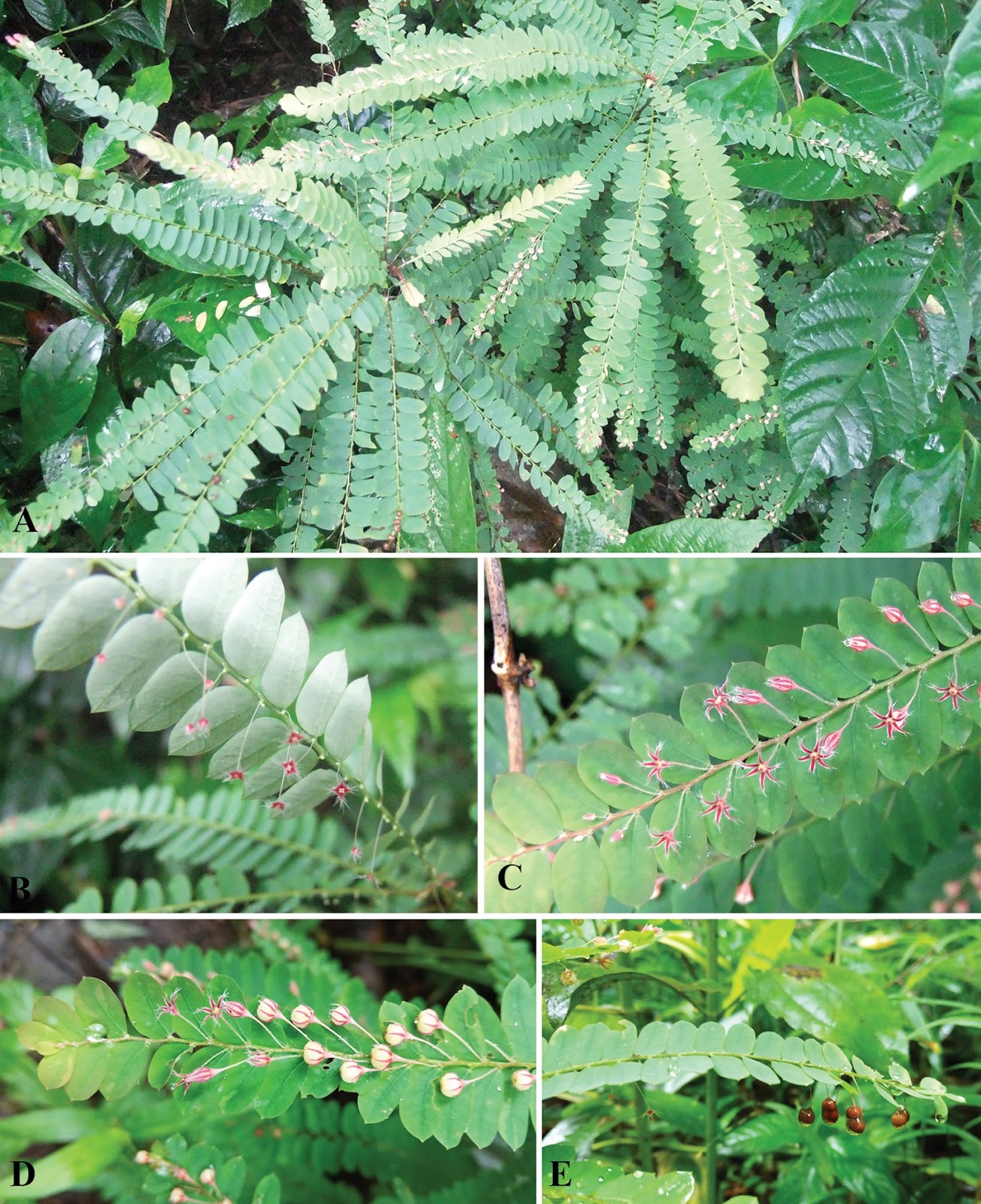 Species New to Science: [Botany • 2019] Phyllanthus huamotensis & P ...