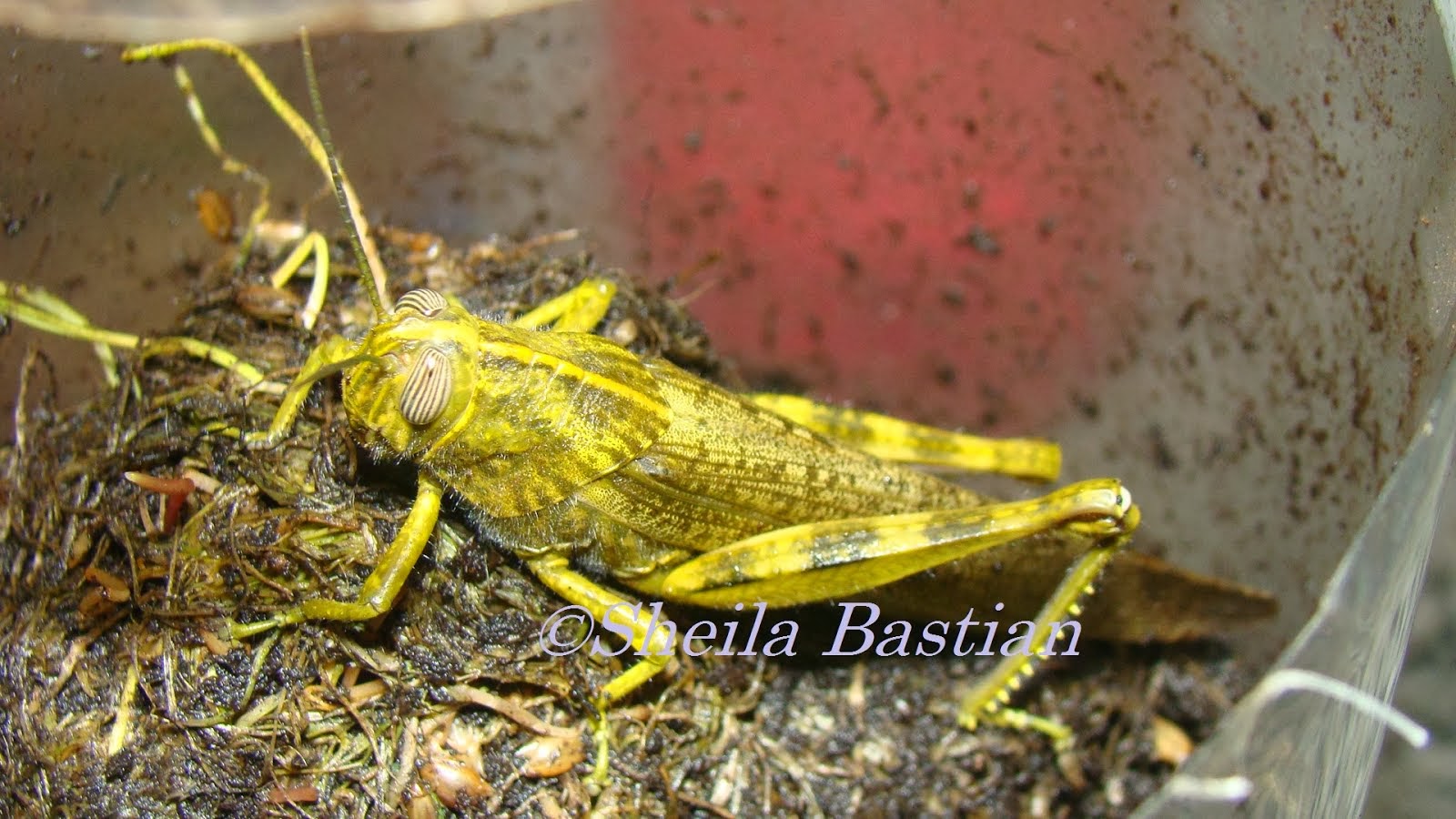 Science Magazine: SCIENCE FAIR PROJECT - WORMS - By Victor Iglesias