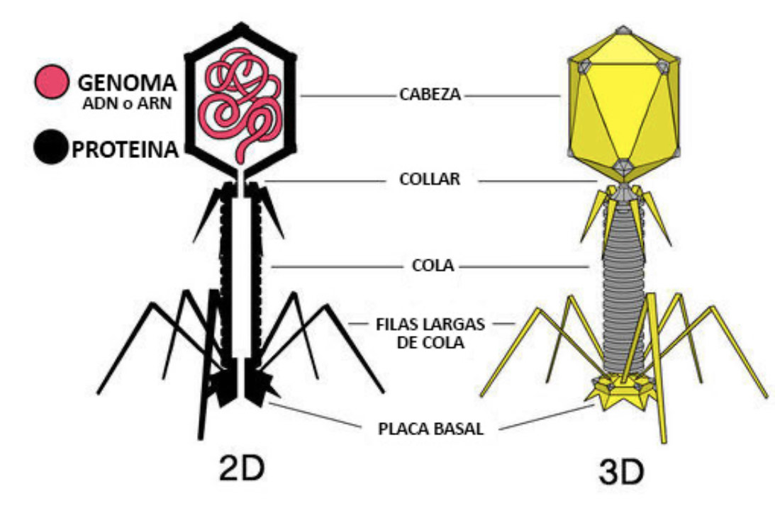 Representación gráfica