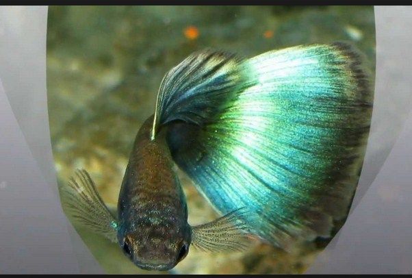 Budidaya Ikan Gapi (Guppy, Millions Fish) yang Unik dan Cantik