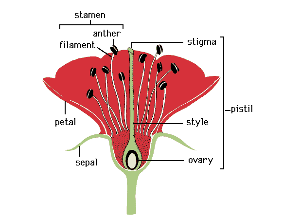 Female reproductive organs in flowering plants Megasporogenesis.