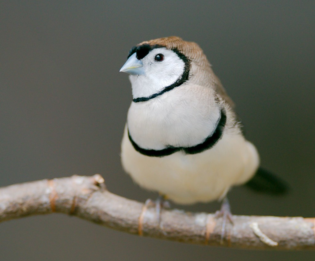 Cat Patches: The Reveal: Flights of Fancy