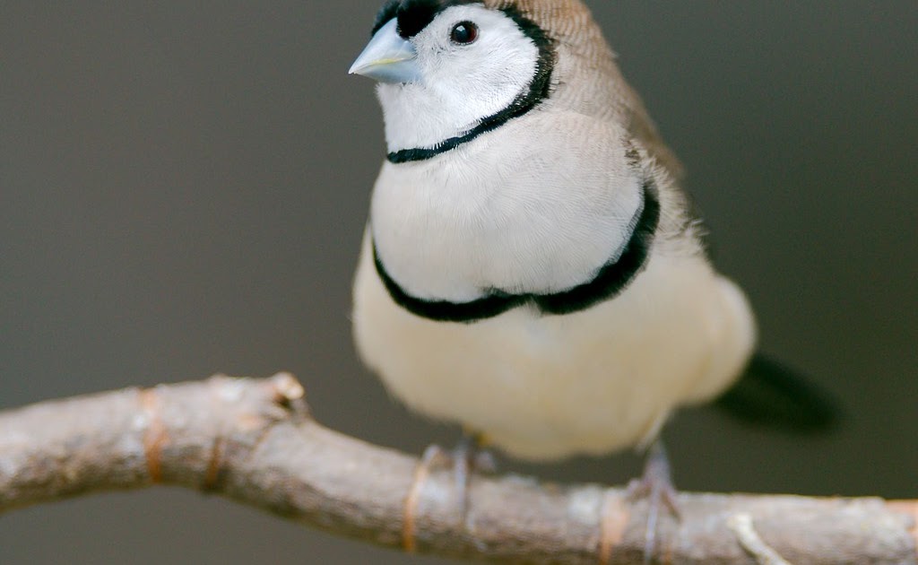 Cat Patches: The Reveal: Flights of Fancy